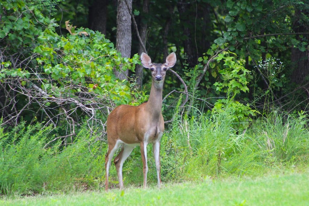 MDWFP announces South Delta deer season - SuperTalk Mississippi