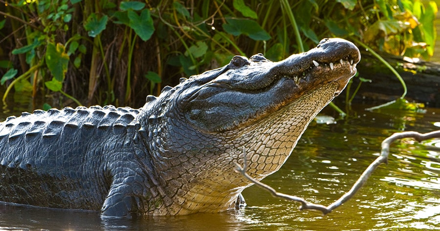 Applications open on Wednesday for alligator hunting season - SuperTalk ...