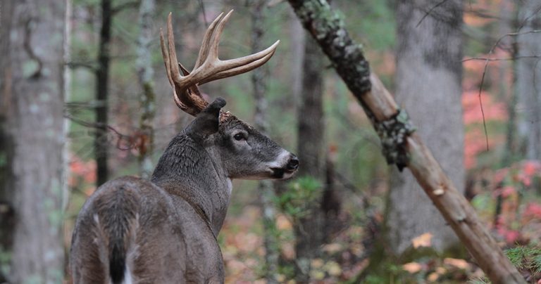 Mississippi wildlife officials release updated chronic wasting disease ...