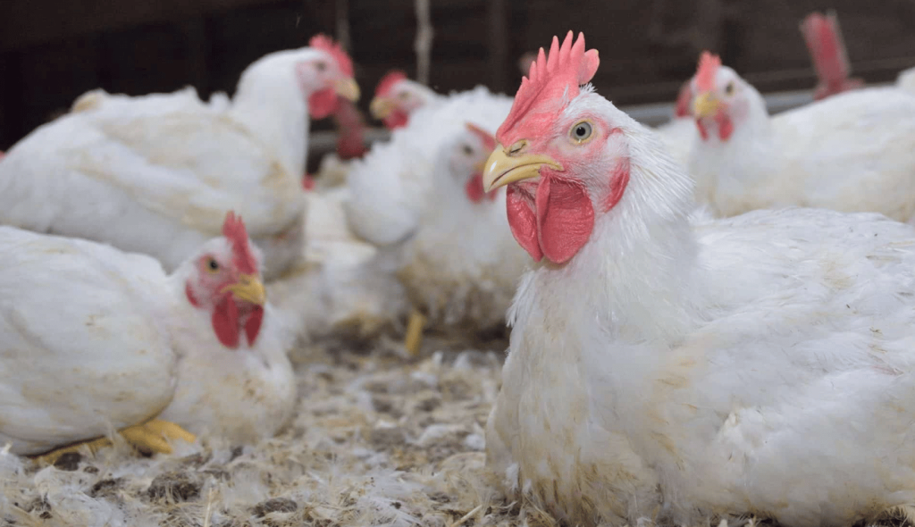 Tyson Foods invests $18M to expand Walnut Grove hatchery - SuperTalk Mississippi