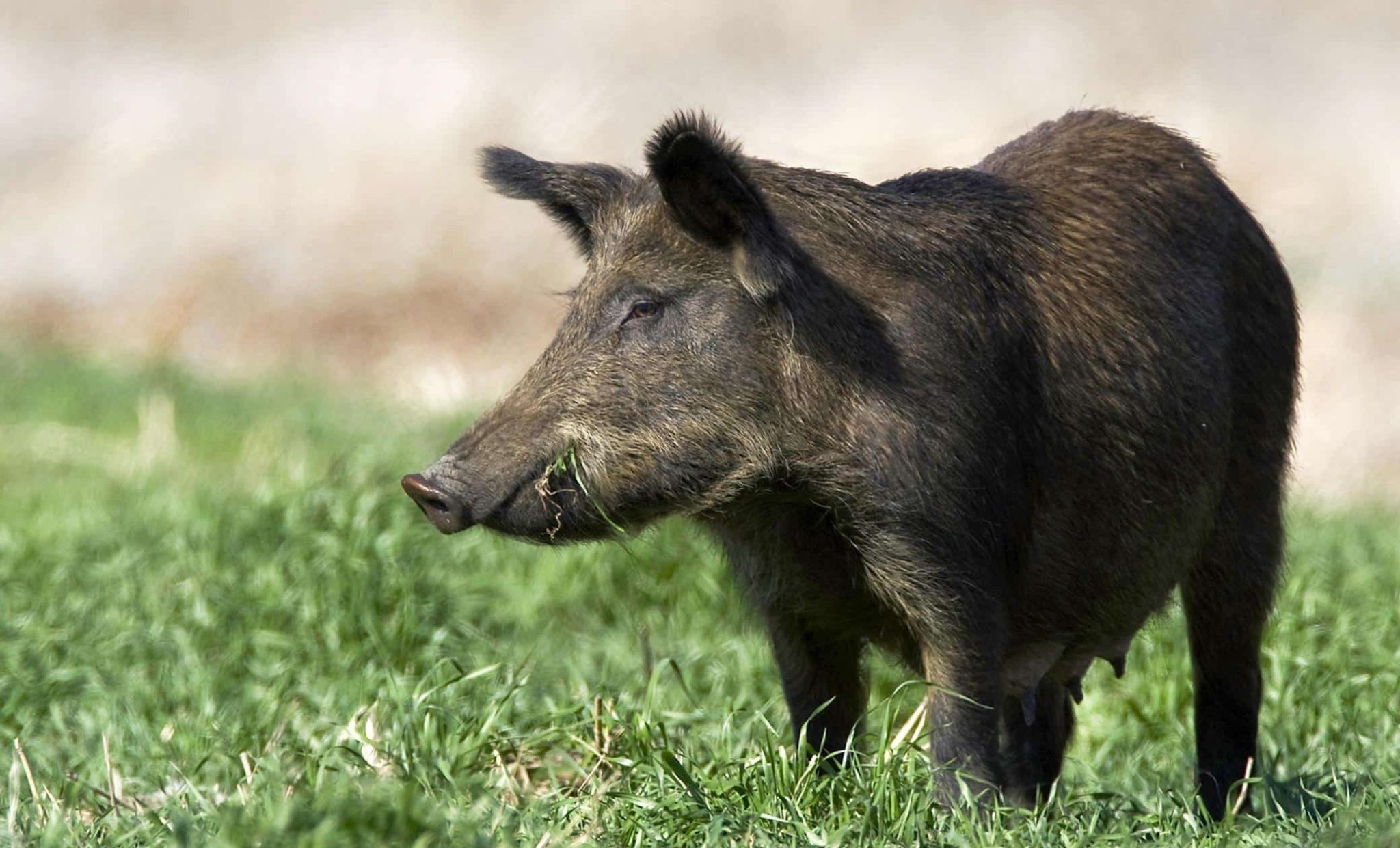 New applications for wild hog control program will soon open ...