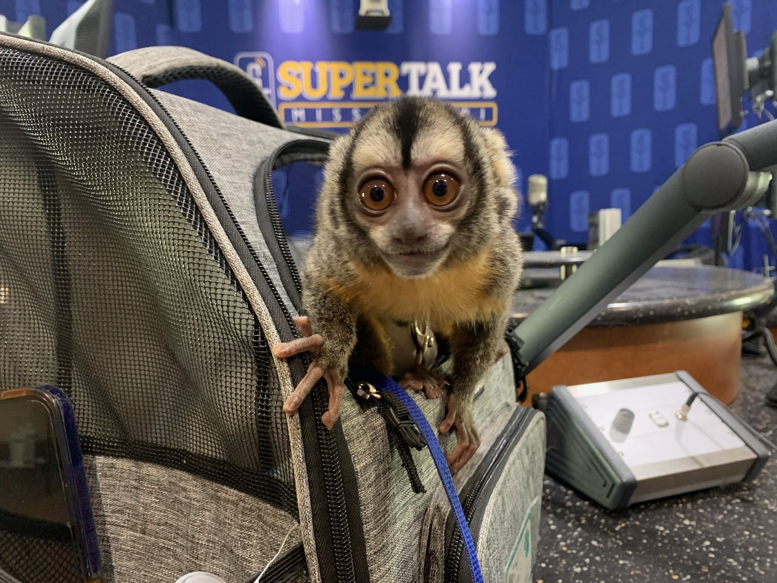 Monkeying around in Mississippi: Brandon-based exotic animal attraction ...