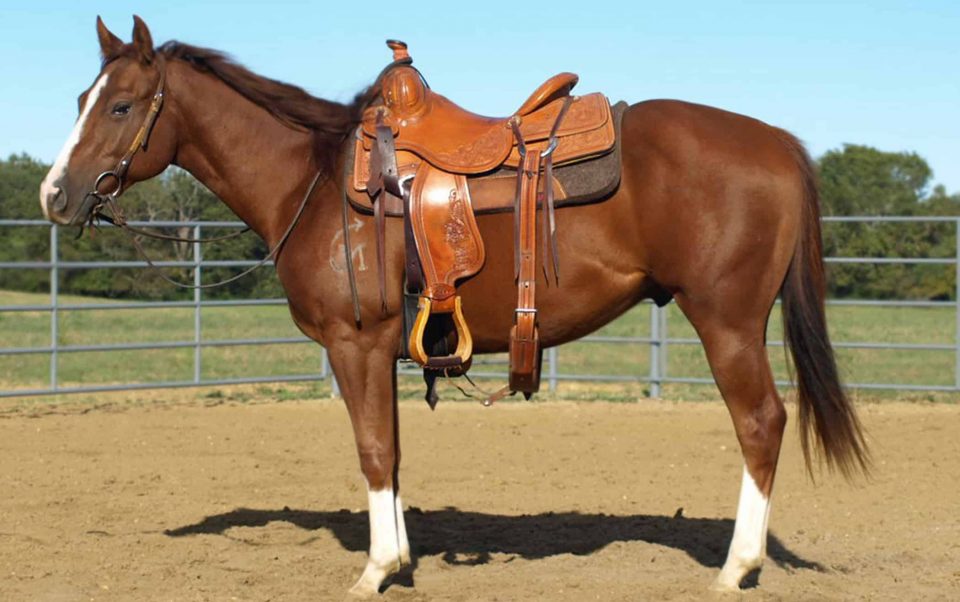 Heart of the Horse Expo and Trainers Challenge to be held at State ...