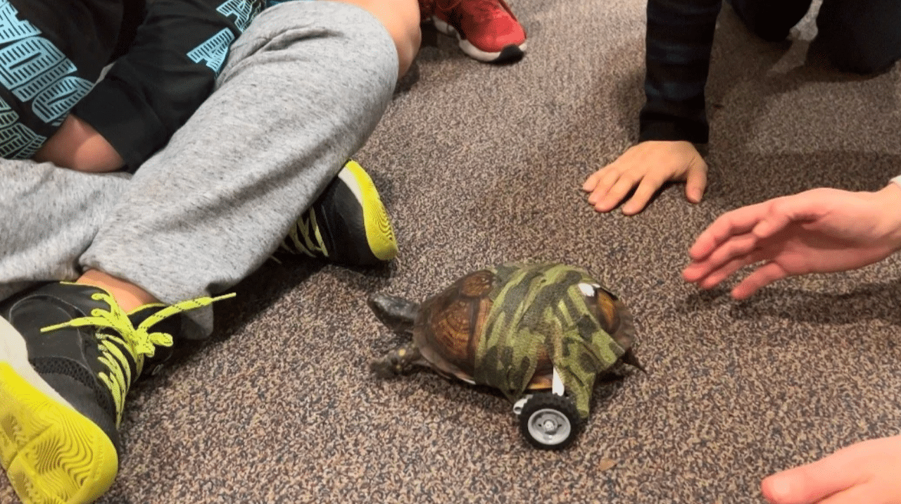 Mississippi students create set of wheels for handicapped turtle ...