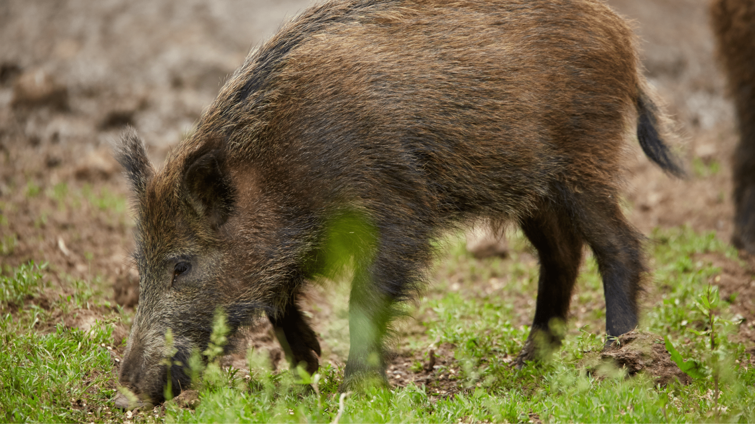 MDAC to open application process for Wild Hog Control Program on May 1 ...