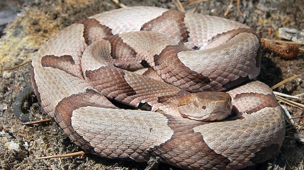 Museum of Natural Science offering special exhibit for 'World Snake Day ...