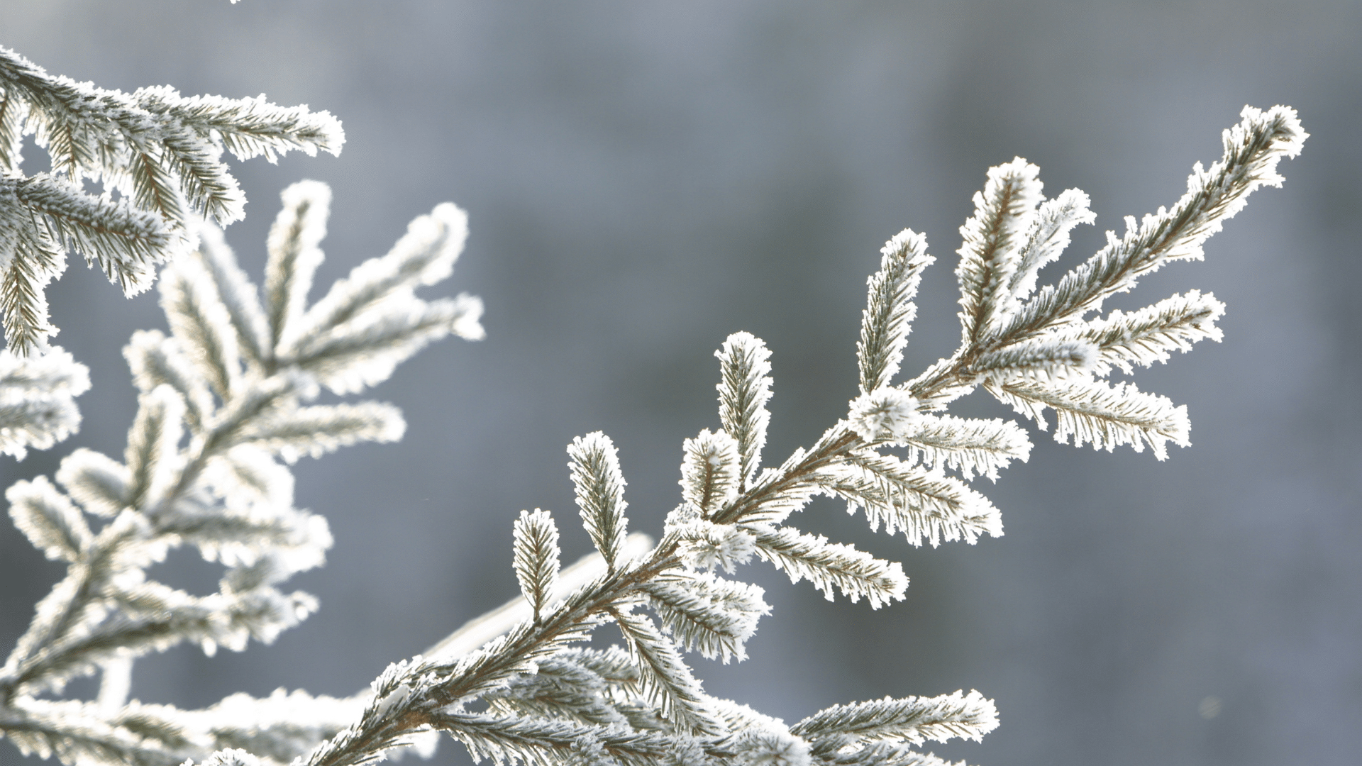 Your Mississippi forecast for Tuesday, December 30 - SuperTalk Mississippi