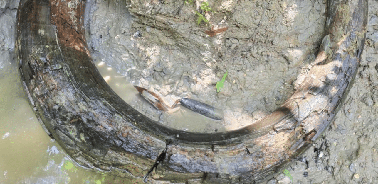 Mammoth discovery: 7-foot-long prehistoric tusk found in Madison County ...
