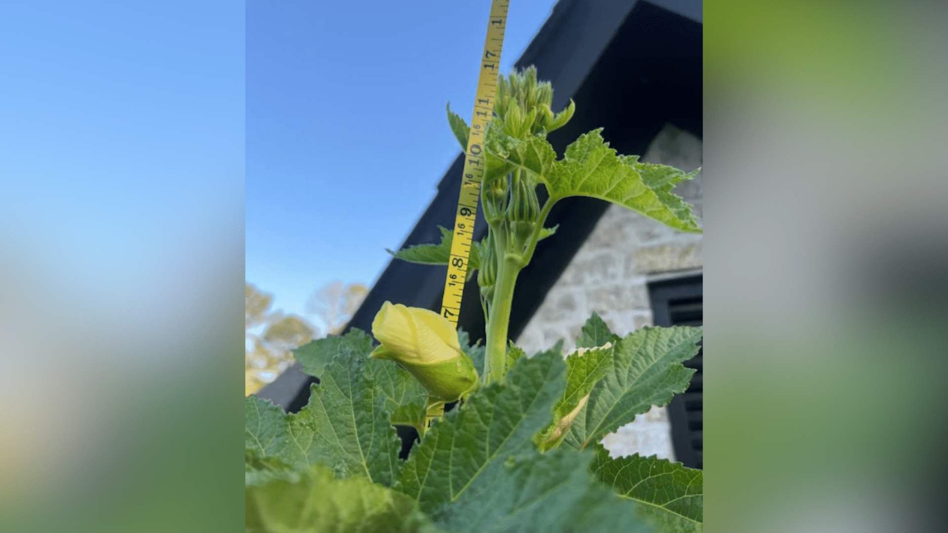 Tupelo family could soon officially hold world record for tallest okra ...
