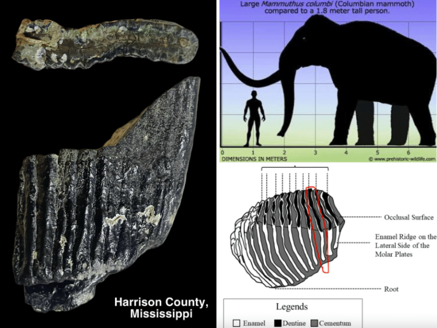 Mammoth discovery: First fossils of particular species found along ...