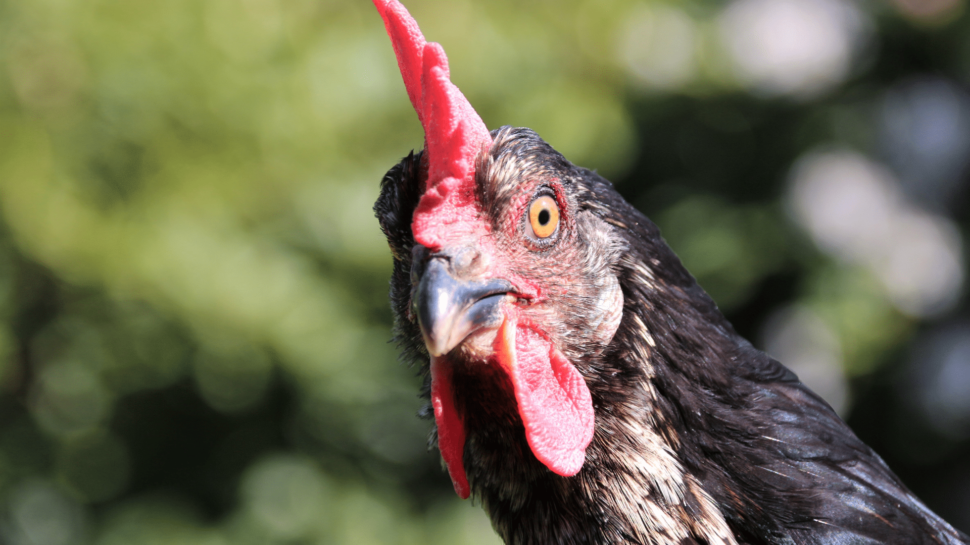 Homeland Security busts large cockfighting ring in Harrison County ...