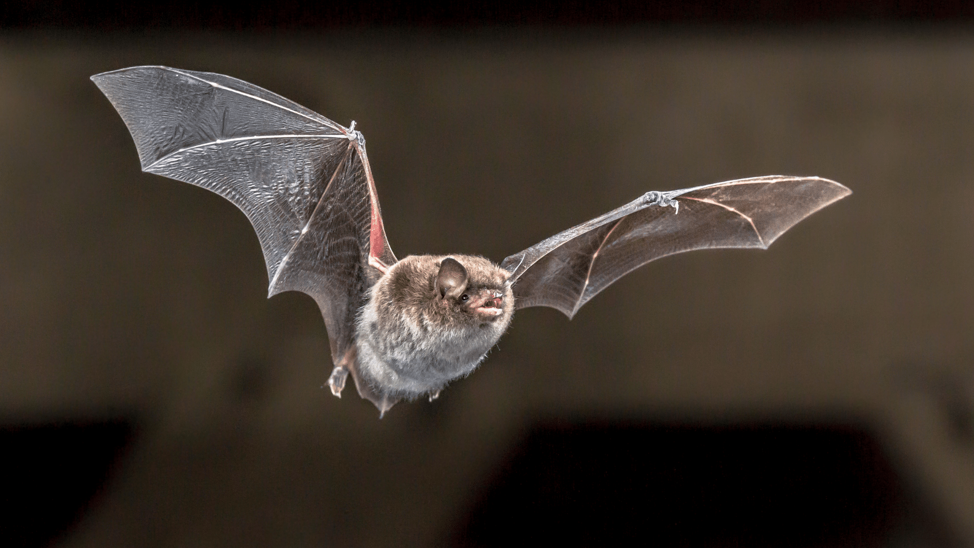 Bat tests positive for rabies in Tippah County, officials urge ...