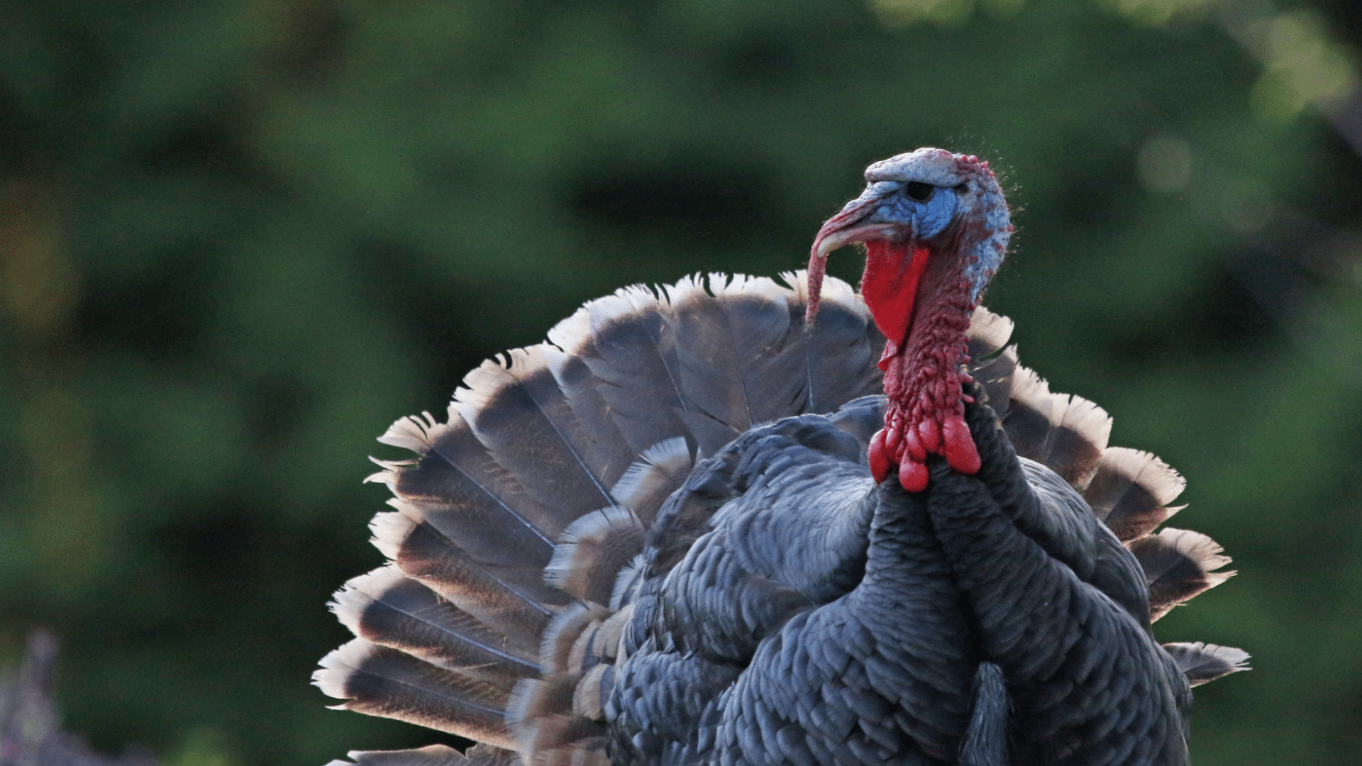 MDWFP announces art contest for first wild turkey stamp - SuperTalk ...