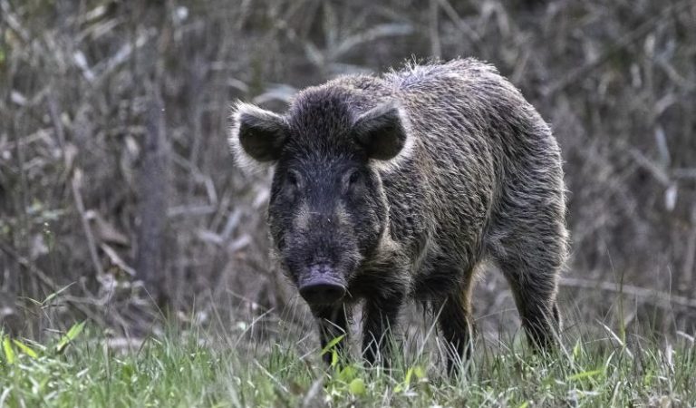 New applications for wild hog control program opening Friday ...