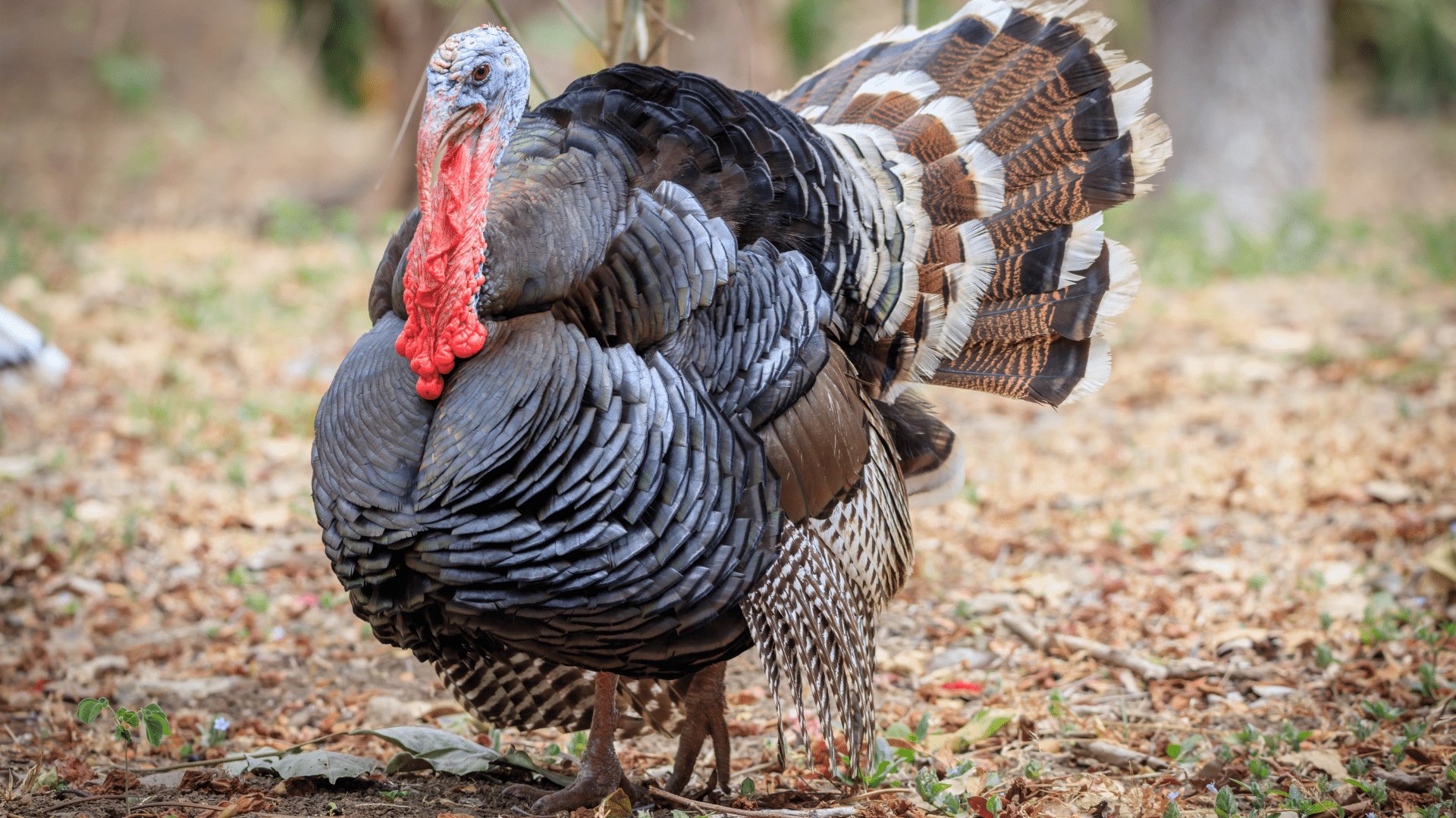 Mississippi’s 2026 turkey season will be 3 days longer than usual ...