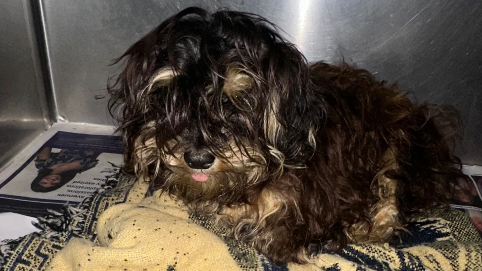 17 yorkies found during investigation into missing Jackson woman ...