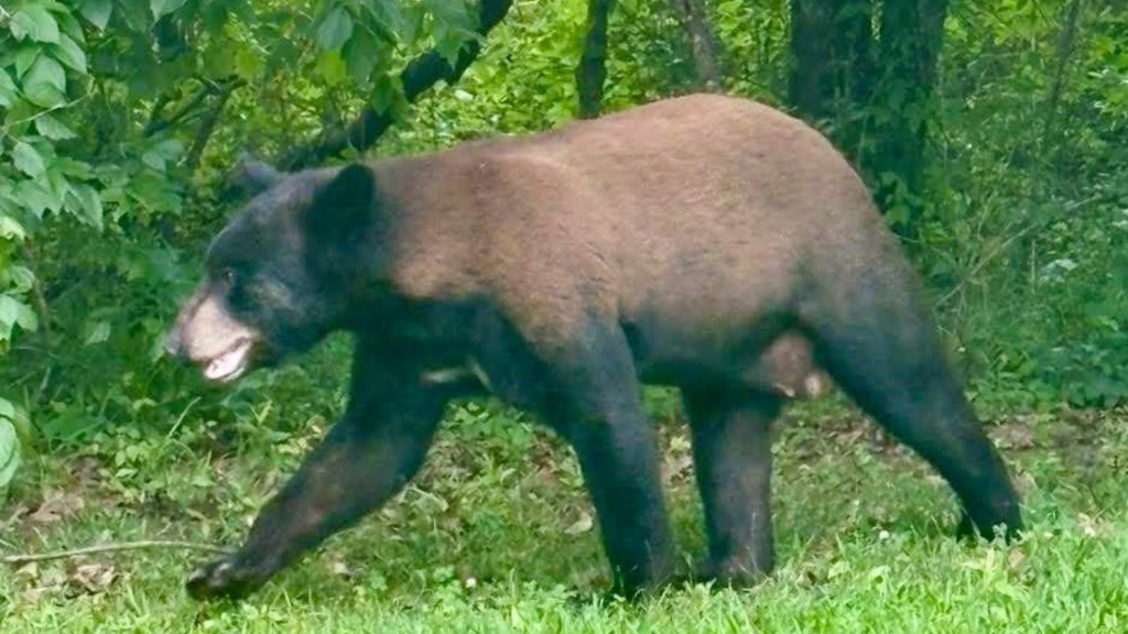 Hinds County seeing 'uptick' in bear sightings, sheriff says ...